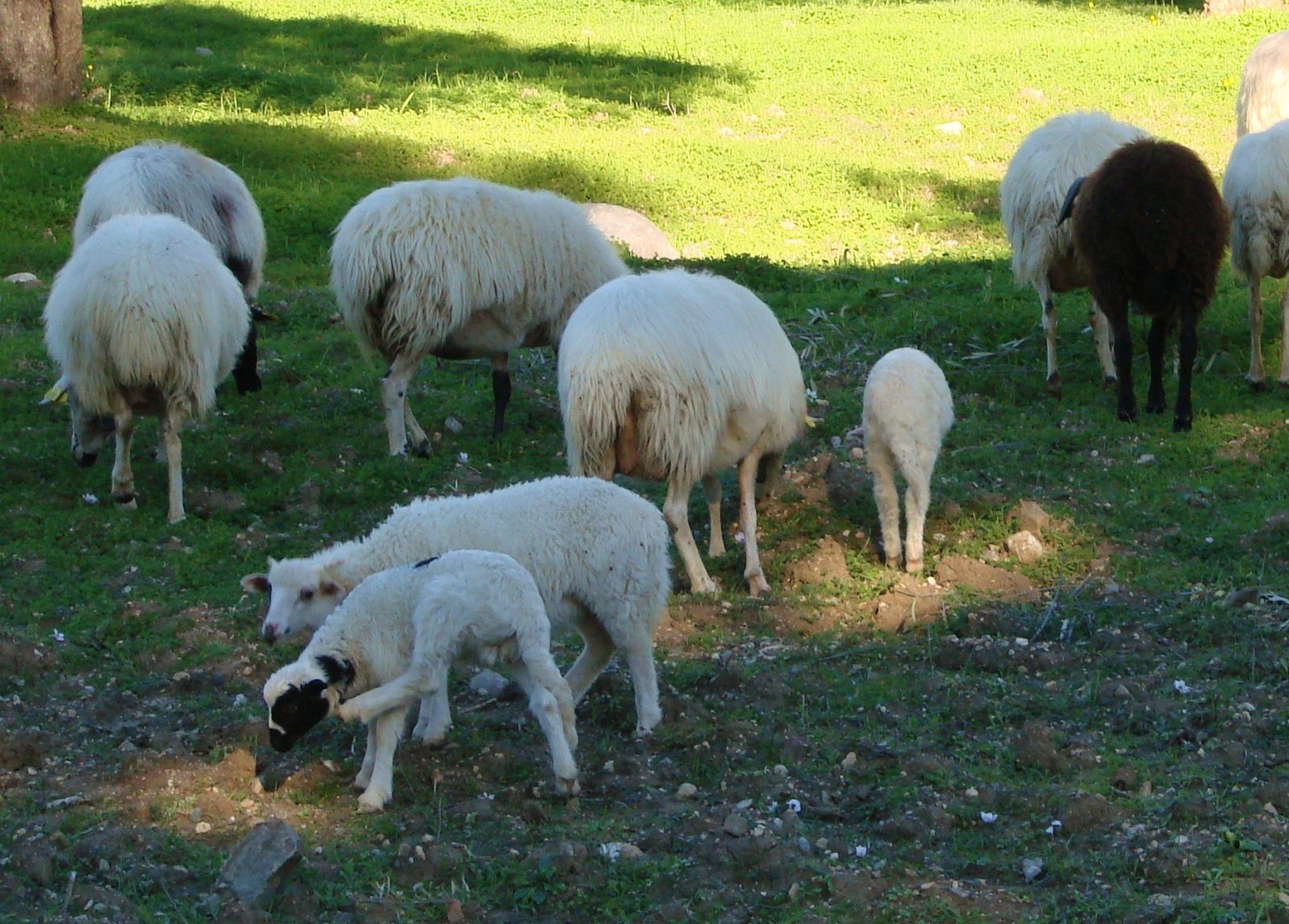 κτηνοτροφια – Νέα | Εκτακτη Επικαιρότητα | Ρόδος, Δωδεκάνησα, Ελλάδα ...