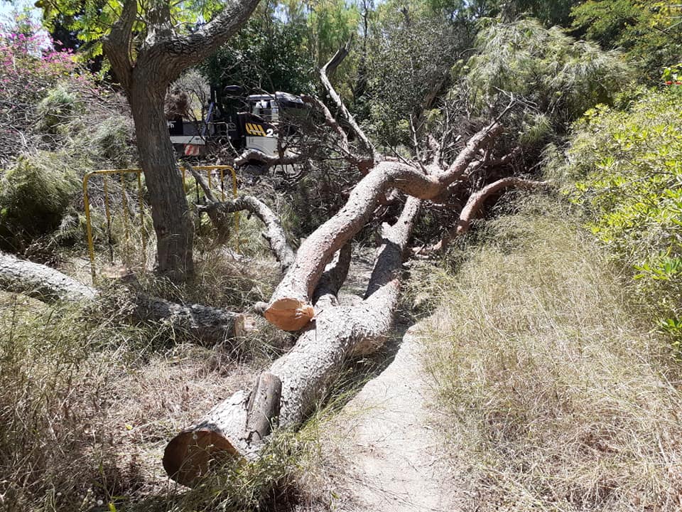 Κλαδέματα σε δρόμους της πόλης από την Διεύθυνση Περιβάλλοντος και ...
