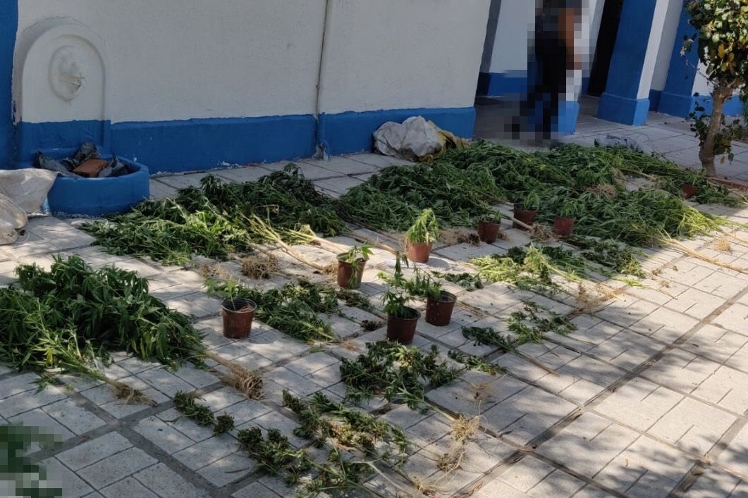 Δύο συλλήψεις στην Κω για χασισοφυτεία | Νέα | Εκτακτη Επικαιρότητα ...
